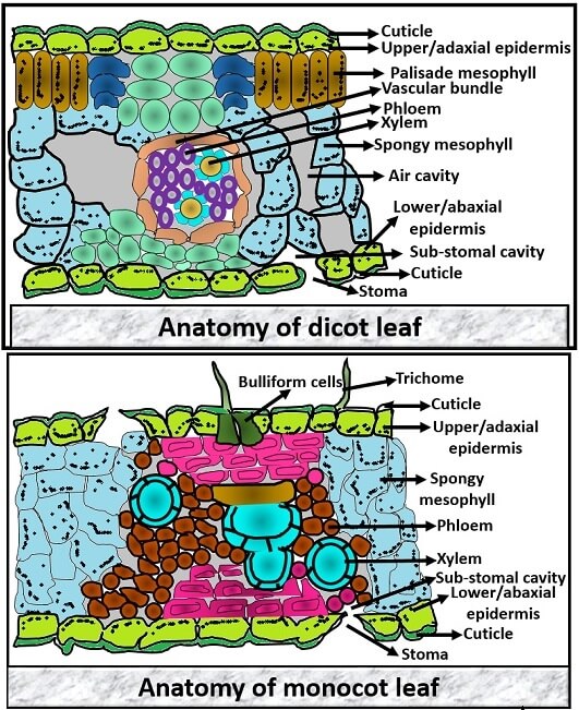 Difference Between Dicot And Monocot Leaf with Comparison Chart