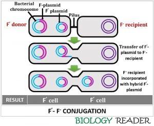 What is Bacterial Conjugation? Meaning, Mechanism & Methods - Biology ...