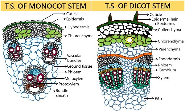Difference Between Monocot And Dicot Stem with Comparison Chart 