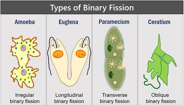 What Are The Types Of Binary Fission Biology Reader 2022 