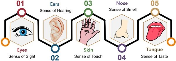 What Are The Five Senses Of The Human Body Video Sight Hearing What Are The Five Senses Of The Human Body Video Sight Hearing